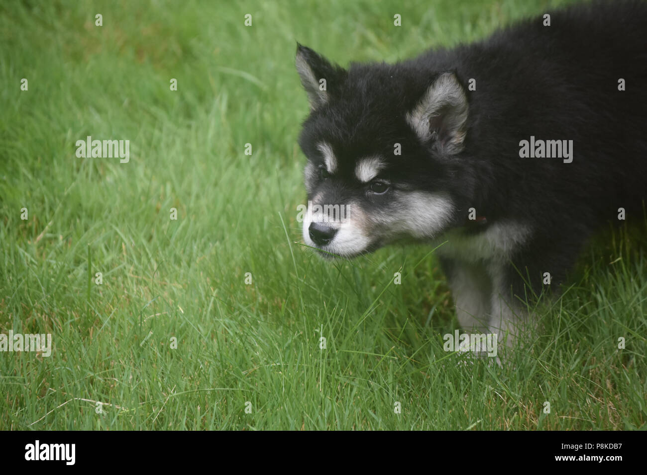 Beautiful husky puppy in a playful stance Stock Photo - Alamy