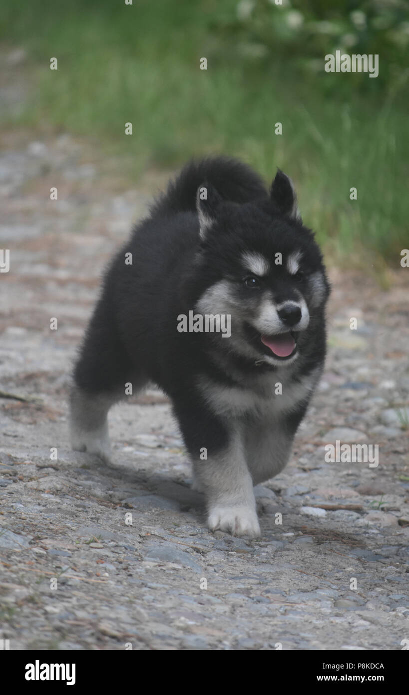 Running husky puppy down a stoned path Stock Photo - Alamy