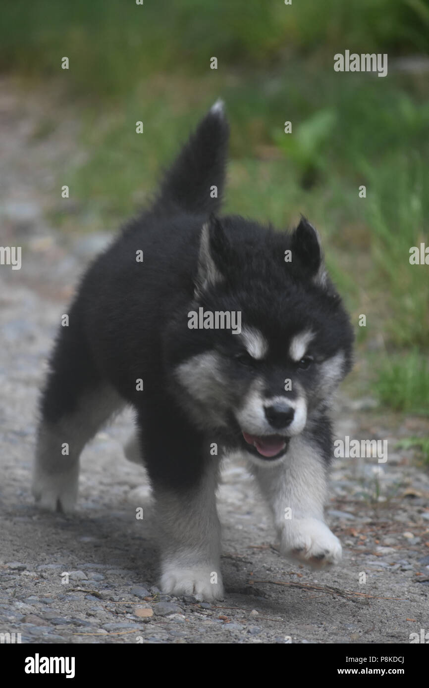 Adorable husky puppy running down a path Stock Photo - Alamy