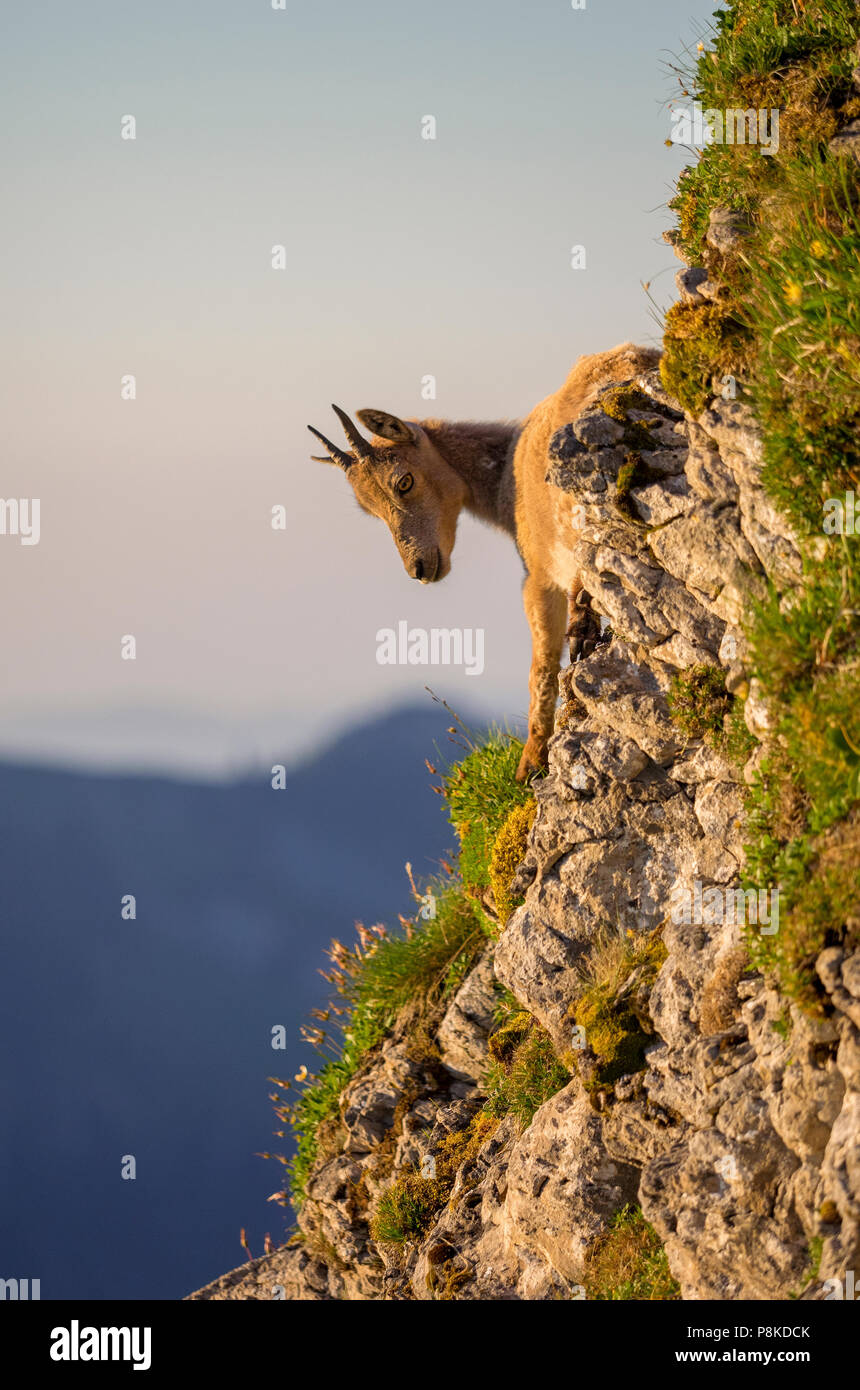 Steinbock niederhorn hi-res stock photography and images - Alamy