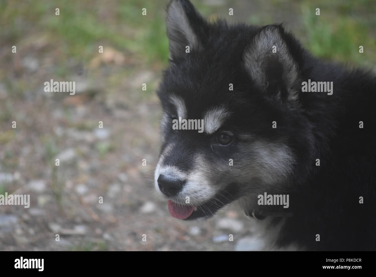 Precious siberian husky face with beautiful fur Stock Photo - Alamy