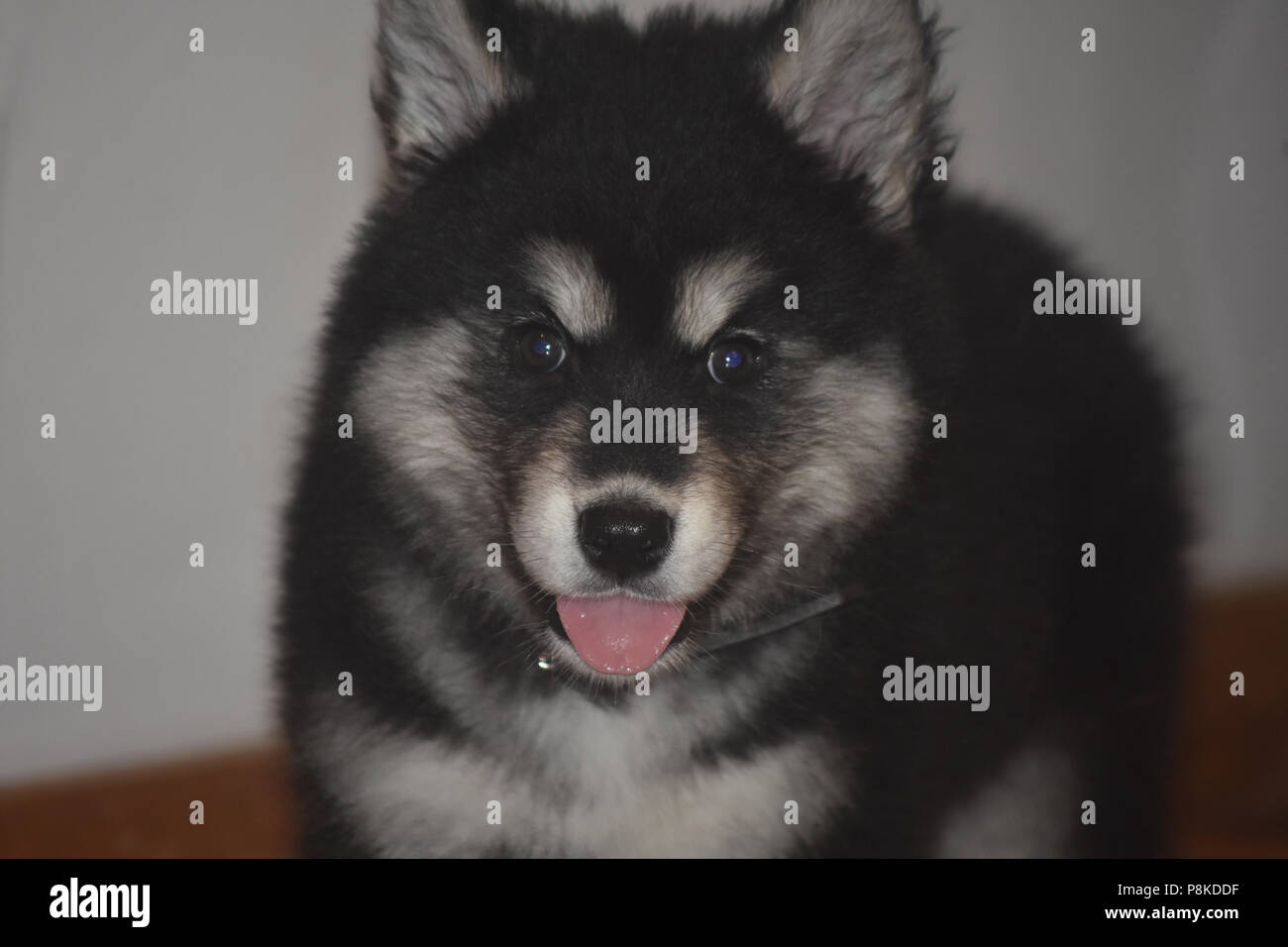Beautiful young siberian husky puppy sticking its tongue out Stock ...