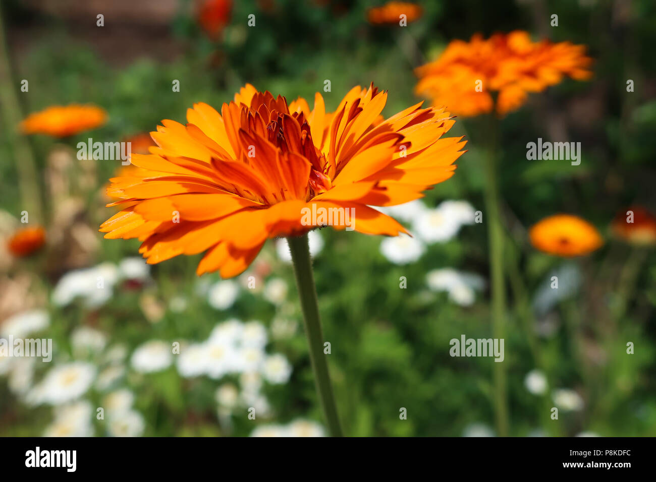 Marigolds in the garden hi-res stock photography and images - Alamy
