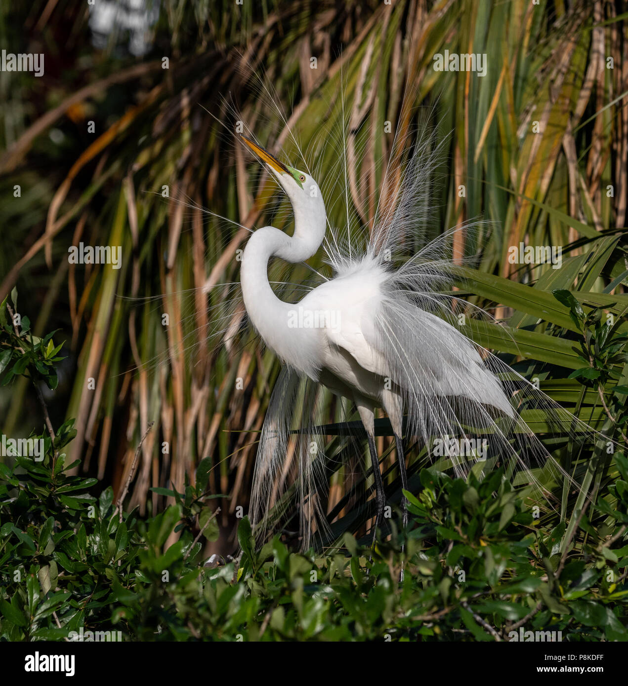 Great Egret in Florida Stock Photo - Alamy