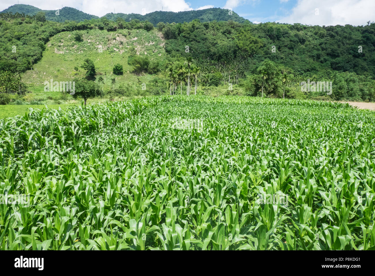 Corn,field,crop,agriculture,farming,Route 64,Taipei,Taiwan,China ...