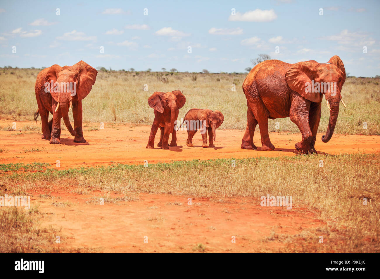 Elephants covered with dust hi-res stock photography and images - Alamy