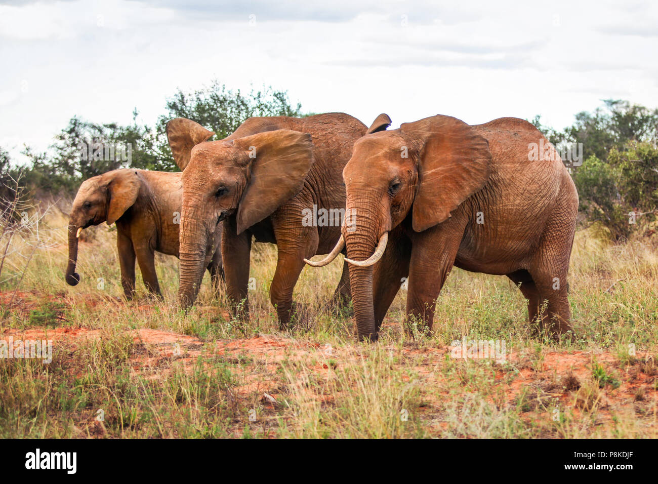 Elephants on the savanna hi-res stock photography and images - Alamy