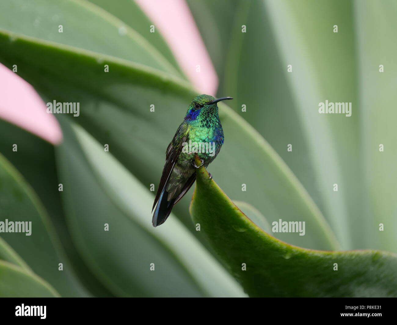 Portrait humming bird hi-res stock photography and images - Alamy