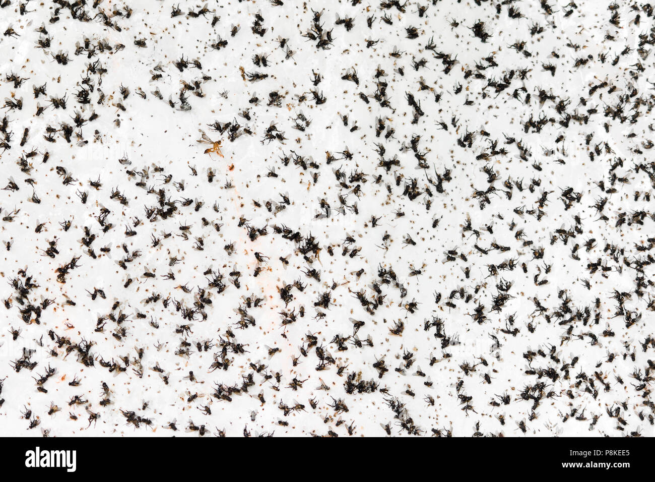 A mass of flying insects are trapped on a sticky white wall Stock Photo ...