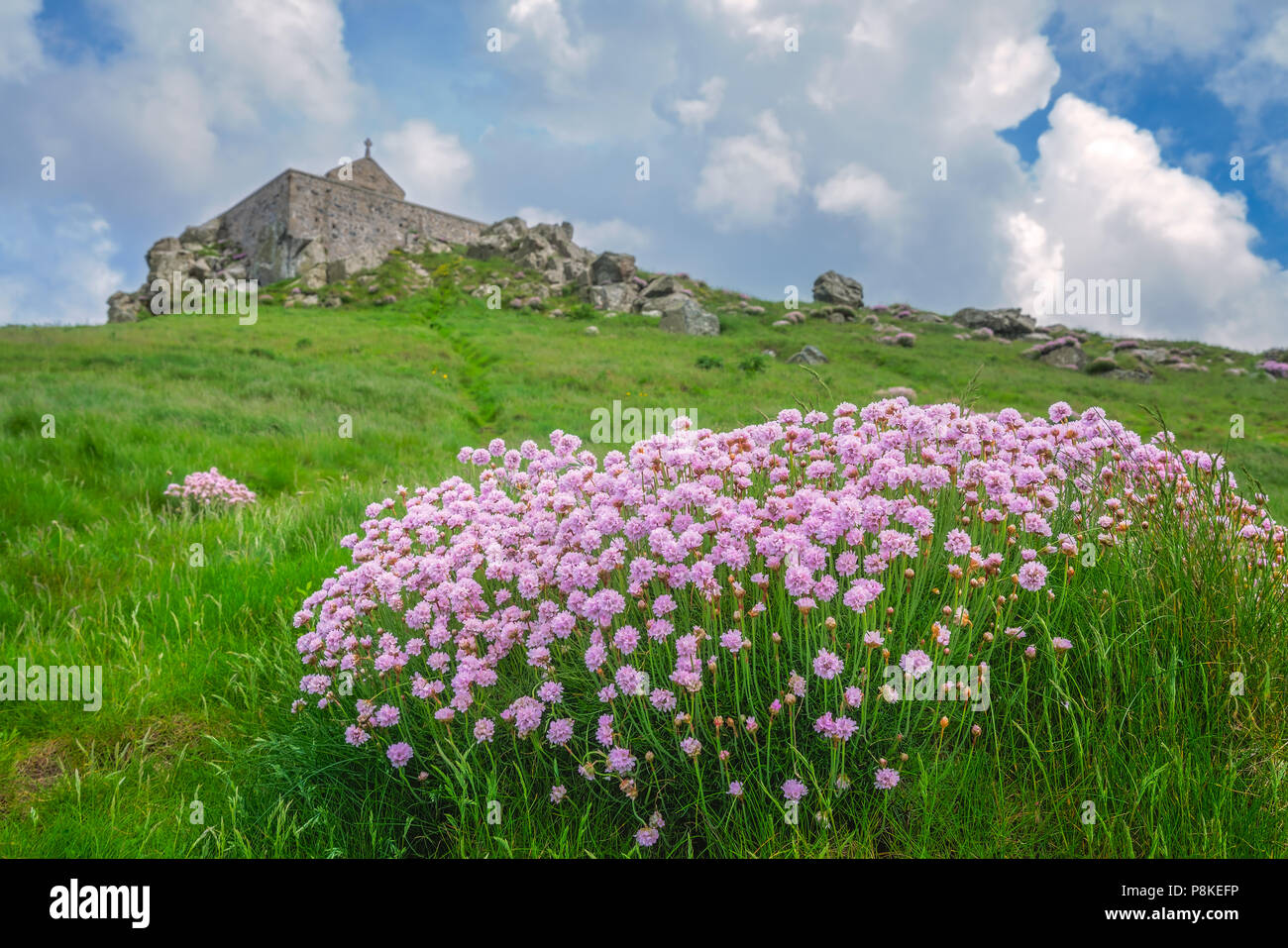 Pink sea thrift flowers and Saint Nicholas Chapel in Saint Ives ...