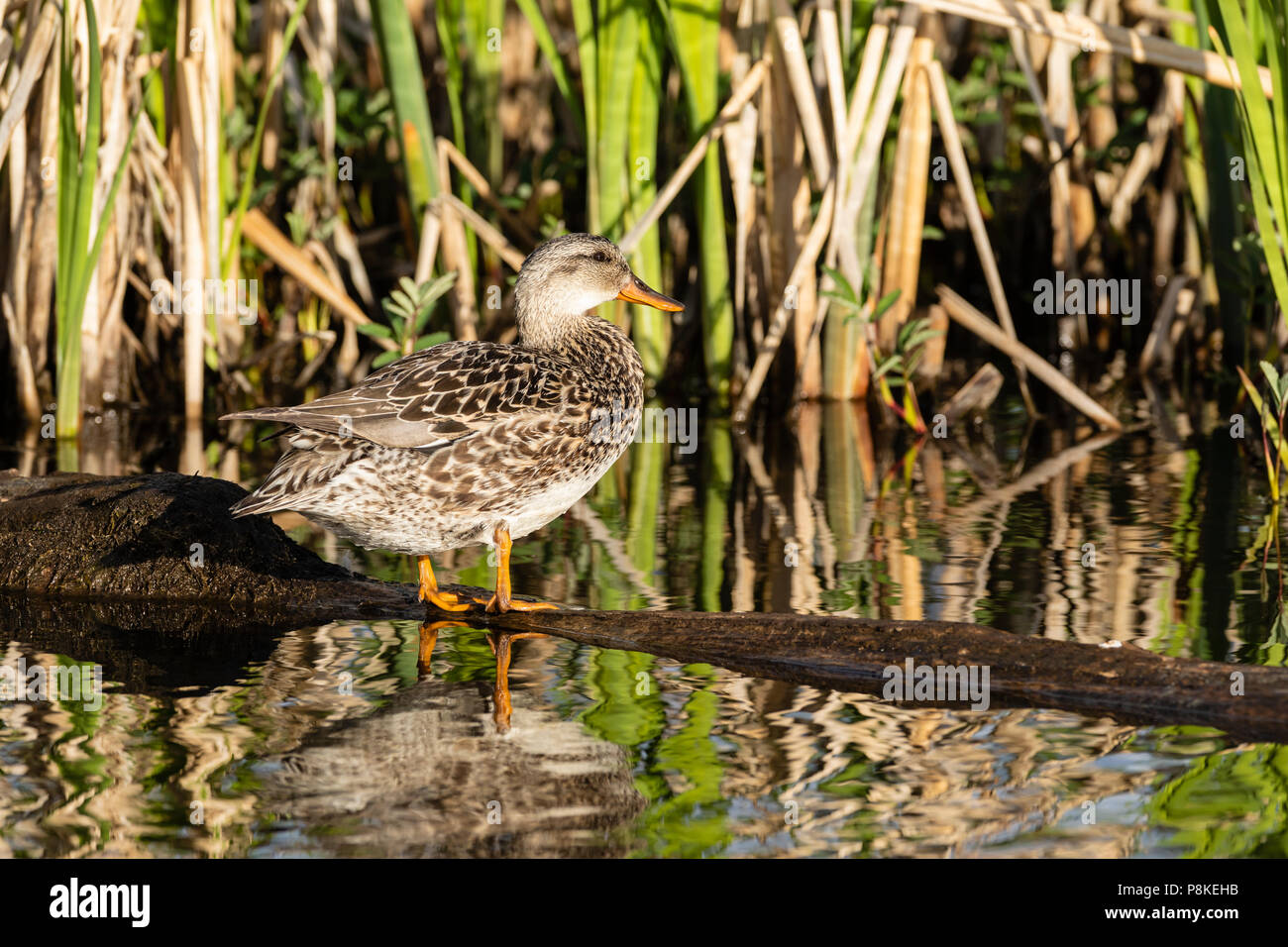 Mallard marsh hi-res stock photography and images - Alamy