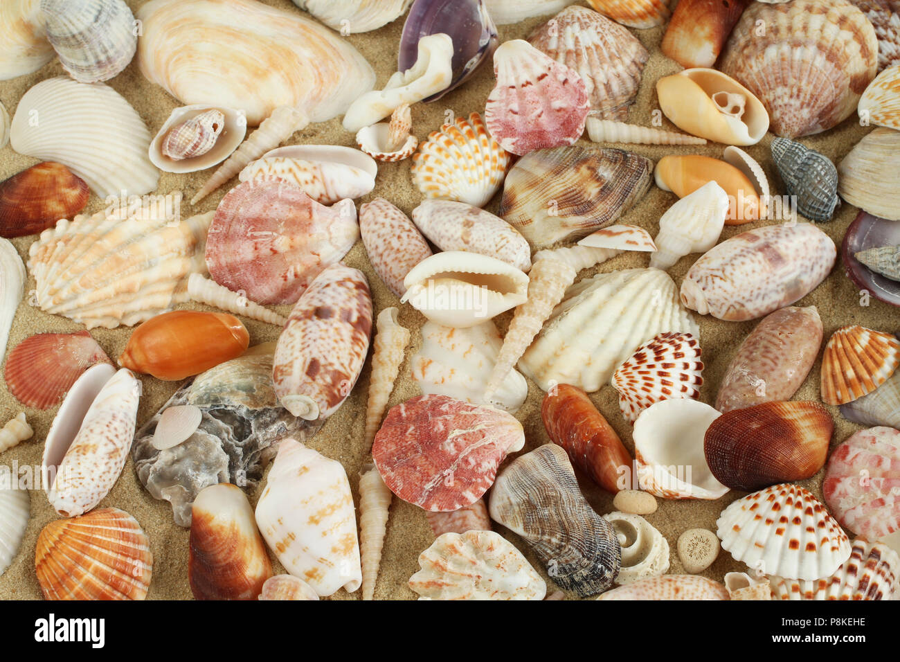 Sea shells and mussels on the sand Stock Photo - Alamy