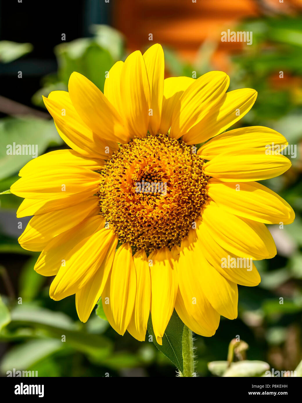 Sunflower in bloom on a hot summer day Stock Photo - Alamy