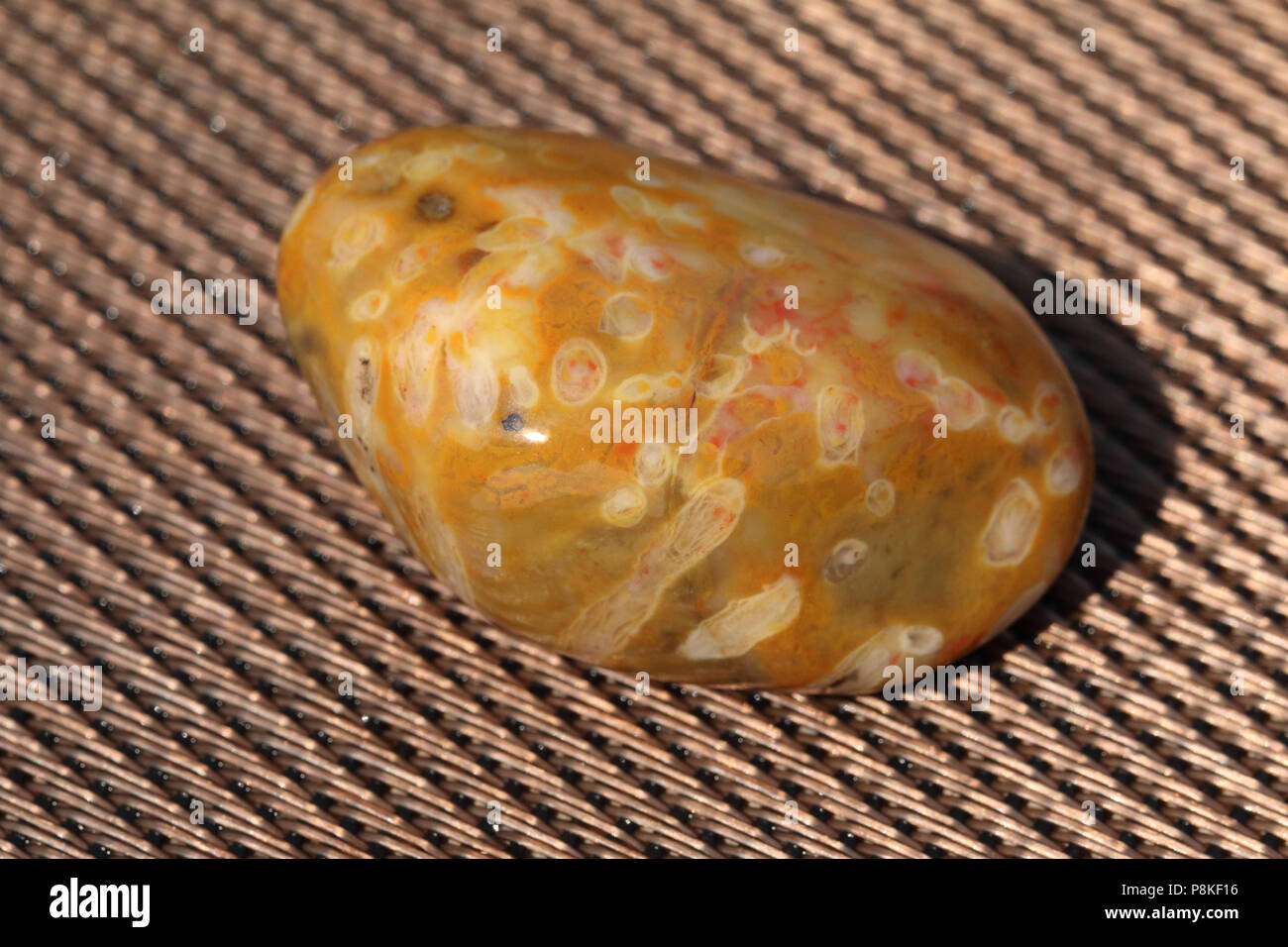 Specimen of agatized Syringopora coral. Found on the Buffalo Gap ...