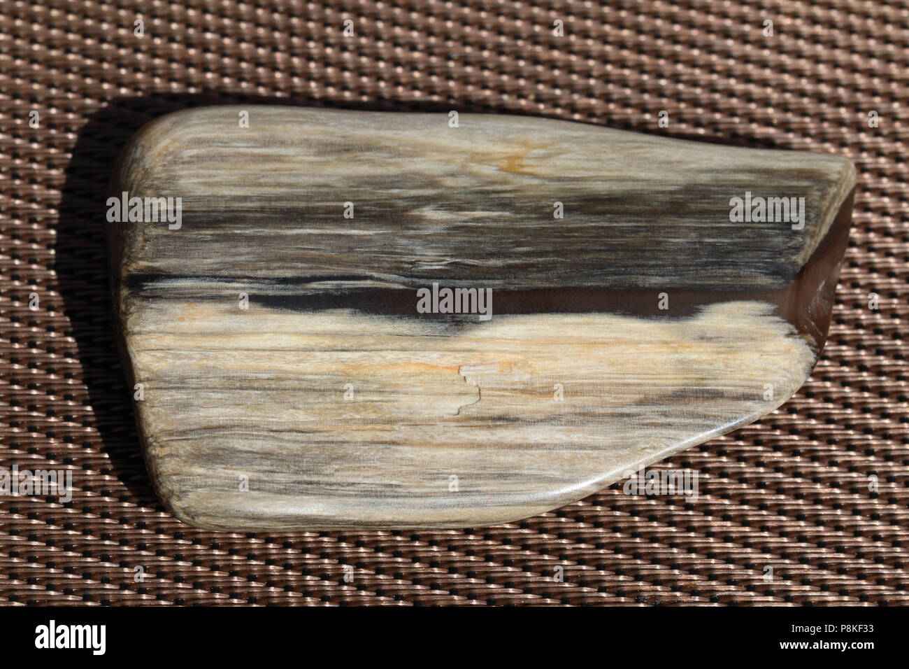 Sample of polished petrified wood, from Buffalo Gap National Grasslands ...