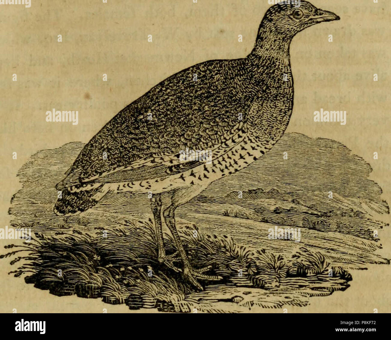 "A history of British birds : the figures engraved on wood" (1809 Stock ...