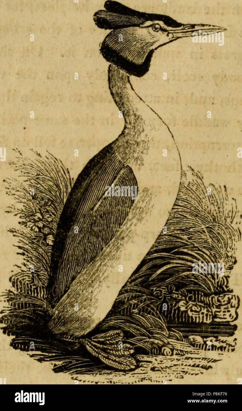 "A history of British birds : the figures engraved on wood" (1809 Stock ...