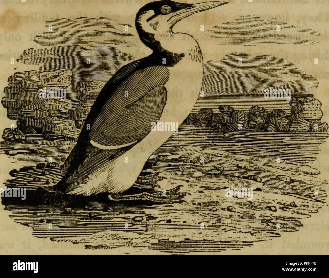 "A history of British birds : the figures engraved on wood" (1809 Stock ...