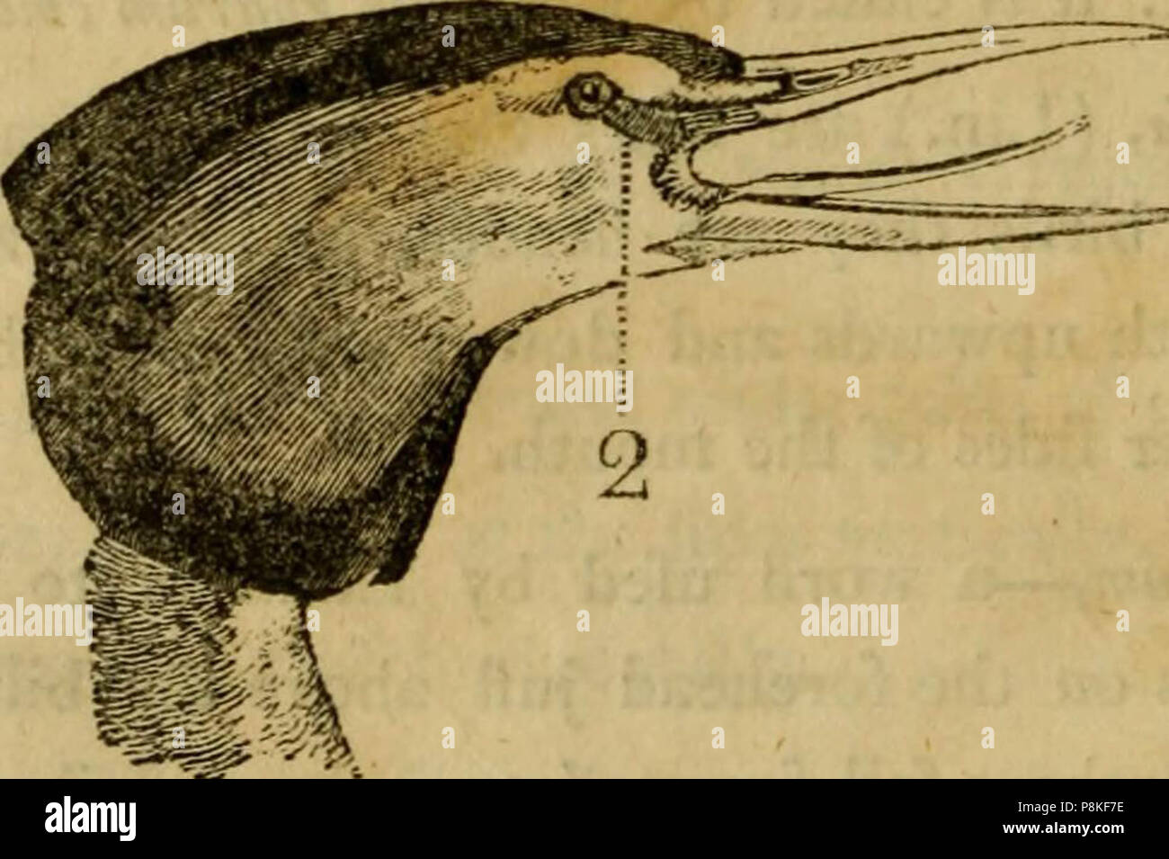 History of british birds hi-res stock photography and images - Alamy