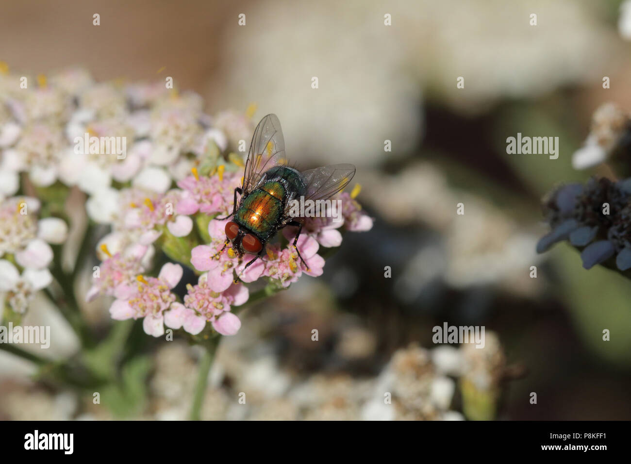 Blowfly insect hi-res stock photography and images - Alamy