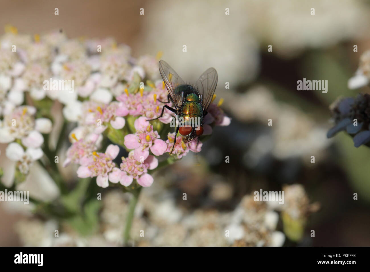 Blowfly insect hi-res stock photography and images - Alamy