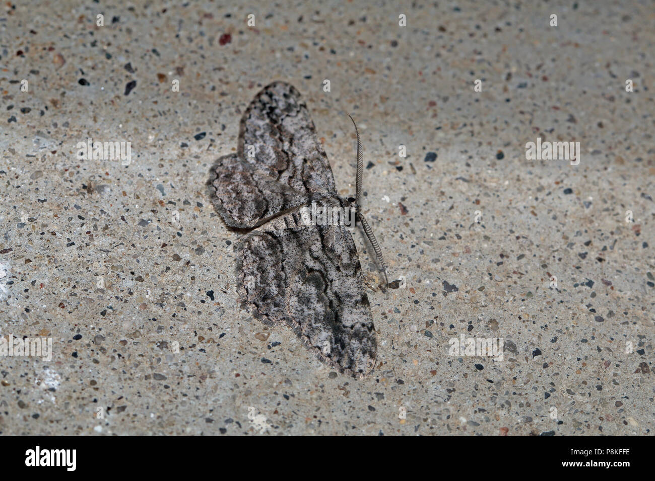 Common Gray Moth - Anavitrinella August 15th, 2015 Brandon, SD Stock ...