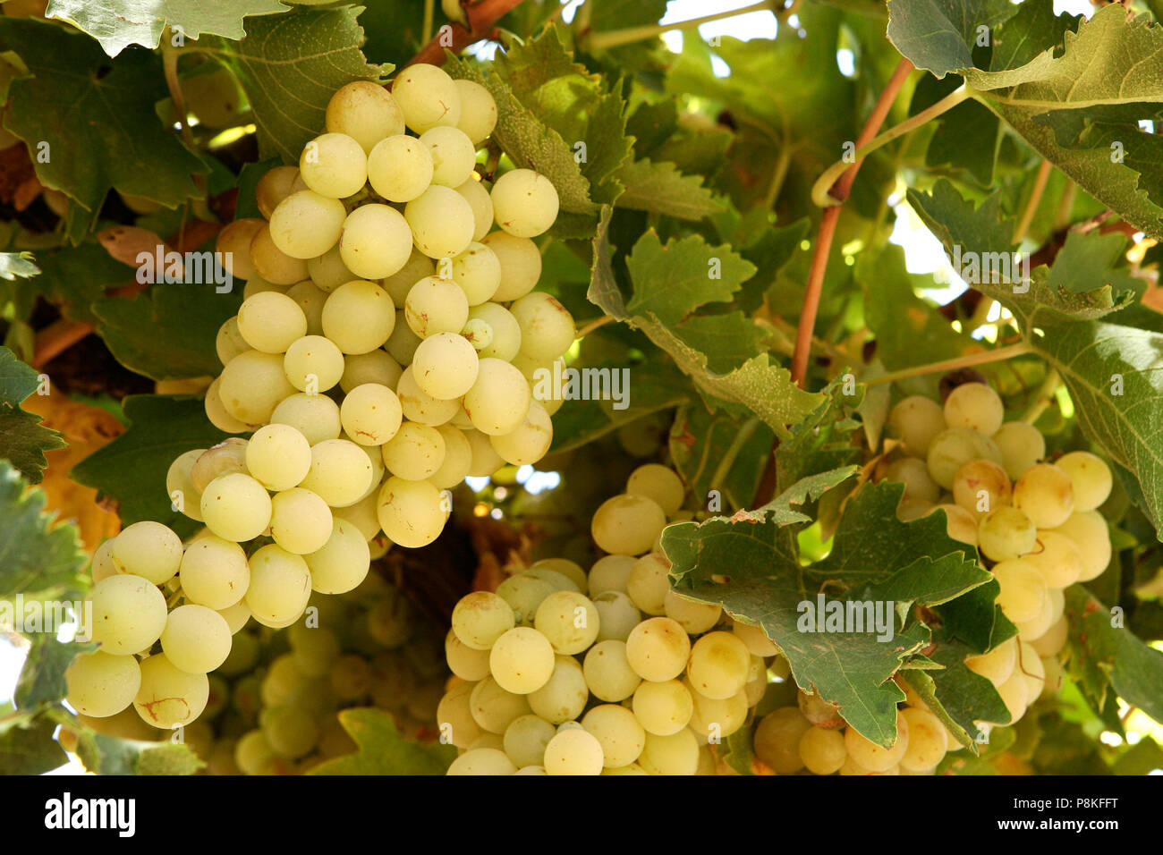 A bunch of "Italia" table grapes hanging on vine Stock Photo - Alamy