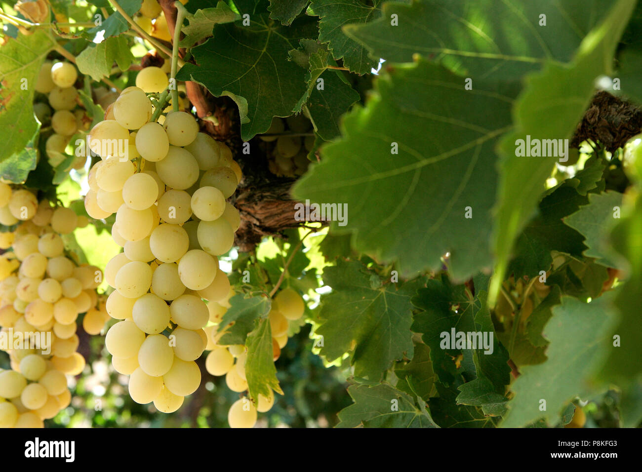 A bunch of "Italia" table grapes hanging on vine Stock Photo - Alamy