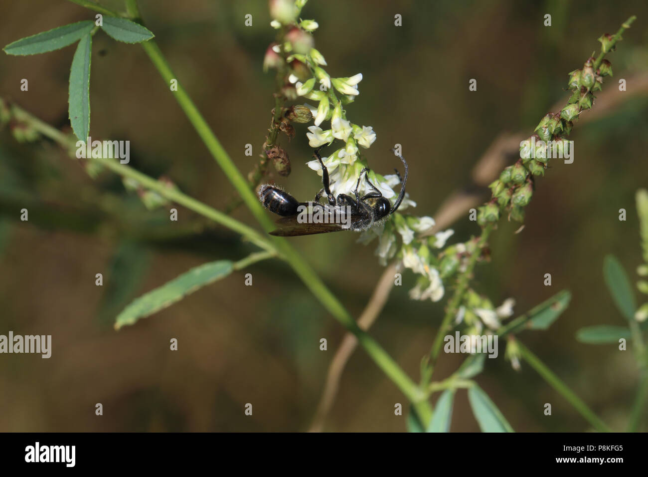 Grass wasp hi-res stock photography and images - Alamy