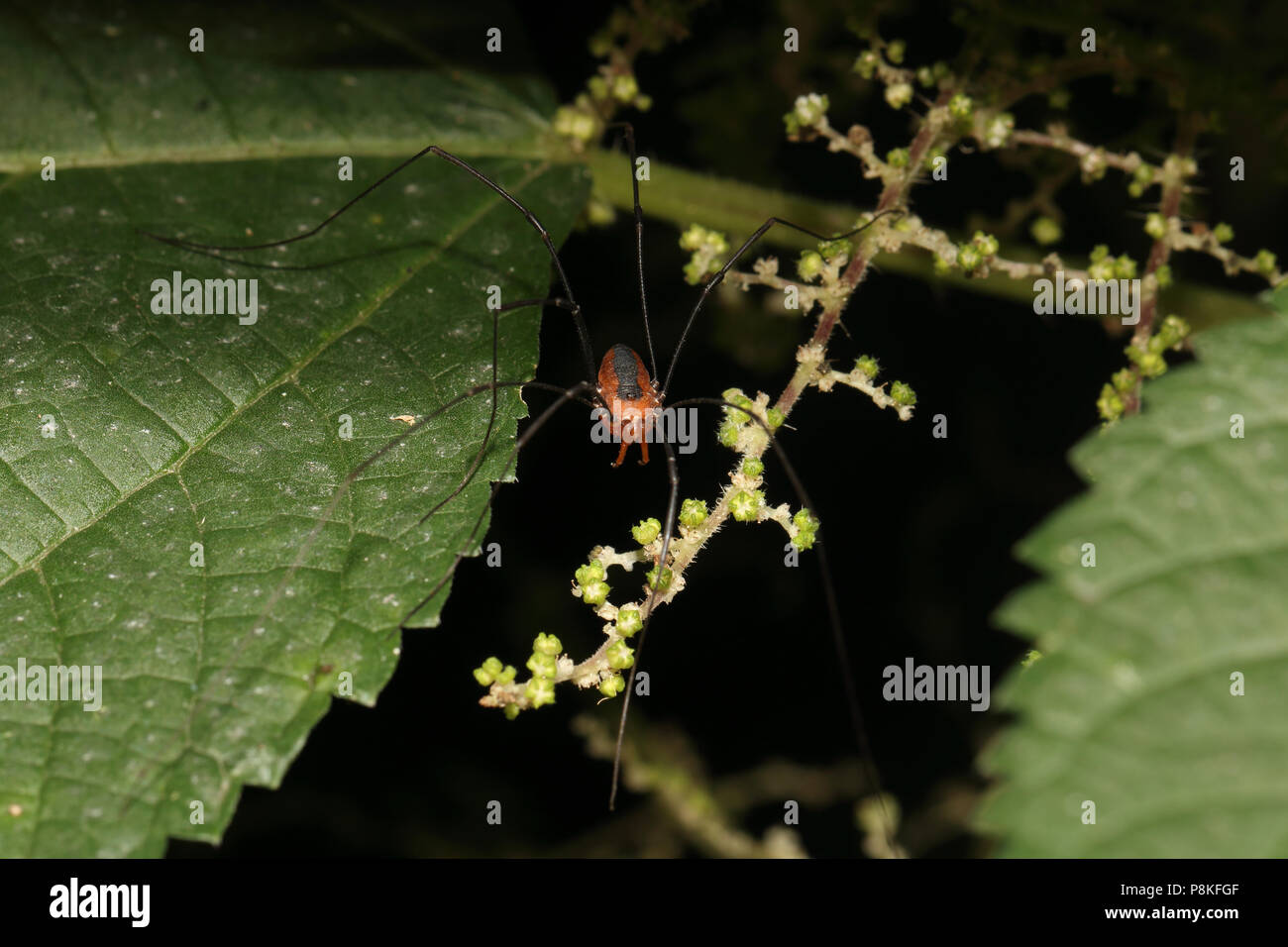 Harvestman - Leiobunum vittatum - "Daddy Long Legs Stock Photo - Alamy