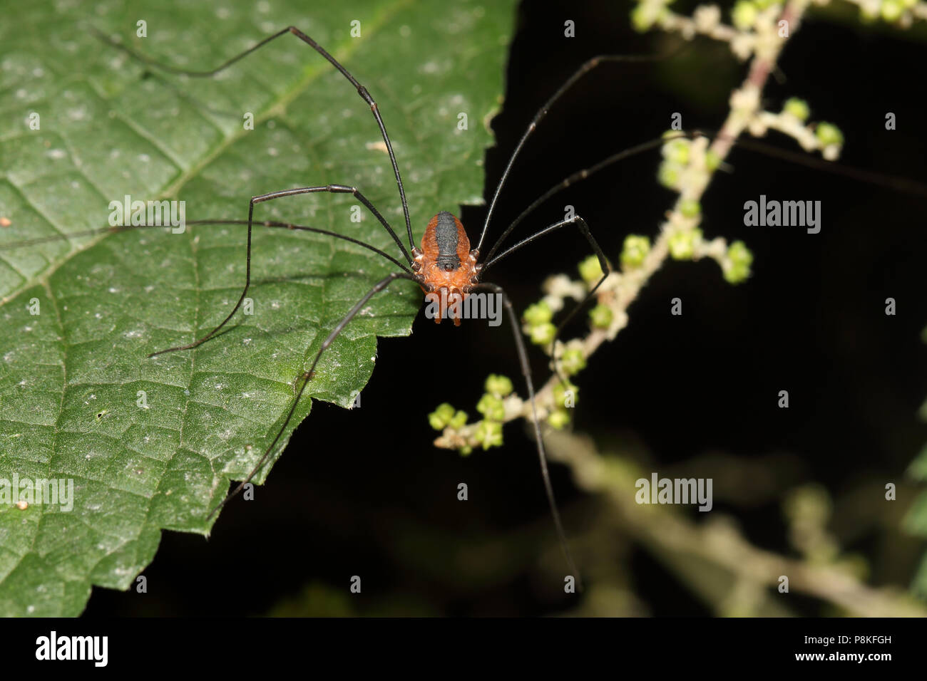 Harvestman - Leiobunum vittatum - "Daddy Long Legs Stock Photo - Alamy