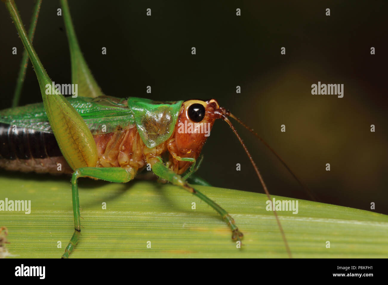 Lesser meadow katydid hi-res stock photography and images - Alamy