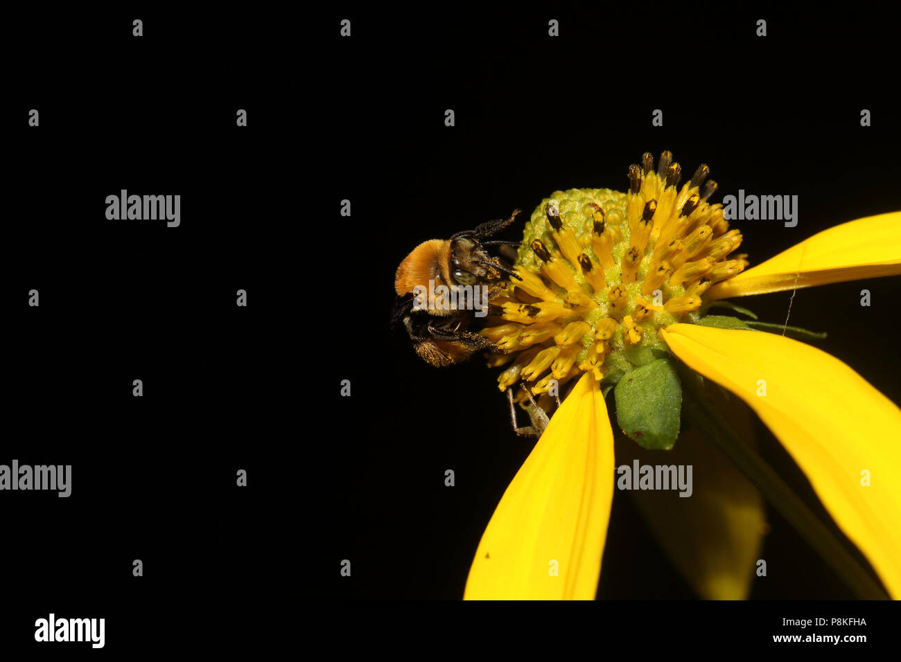 Long horned bee hi-res stock photography and images - Alamy