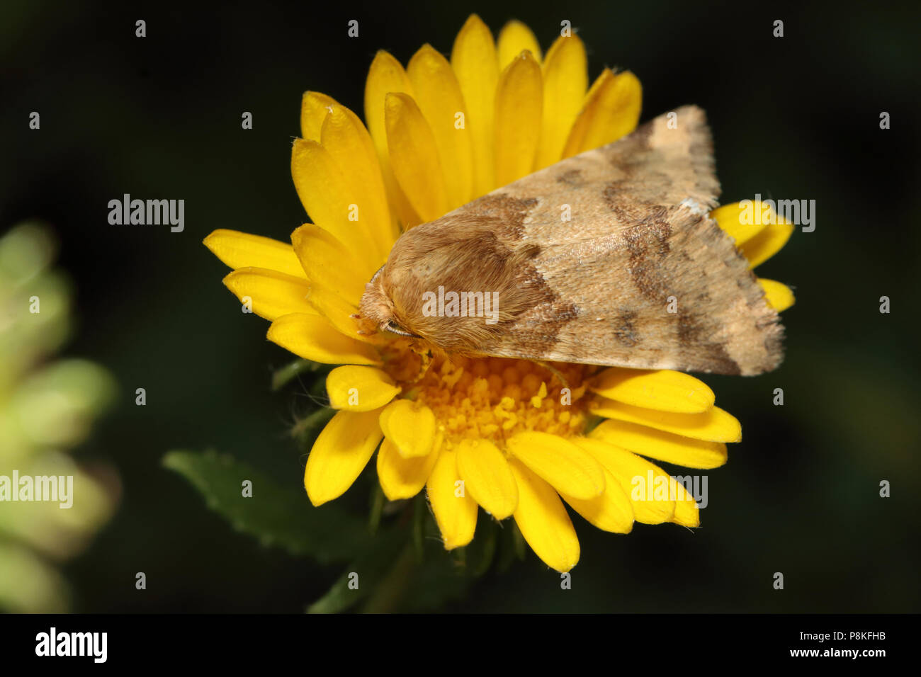 Lynx flower moth hi-res stock photography and images - Alamy