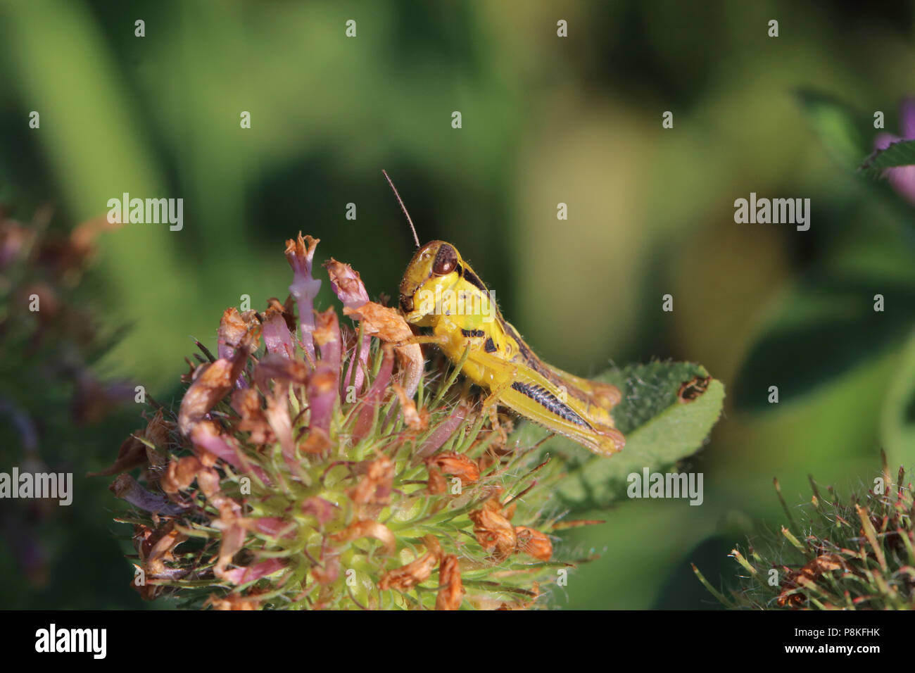 Melanoplus Grasshopper August 2nd, 2015 Minnehaha County, SD Stock ...