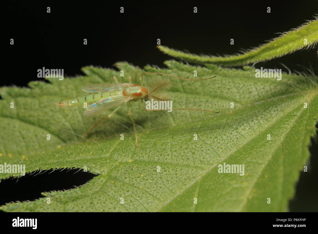 Midge - Axarus genus, festivus species group August 13th, 2015 Brandon ...