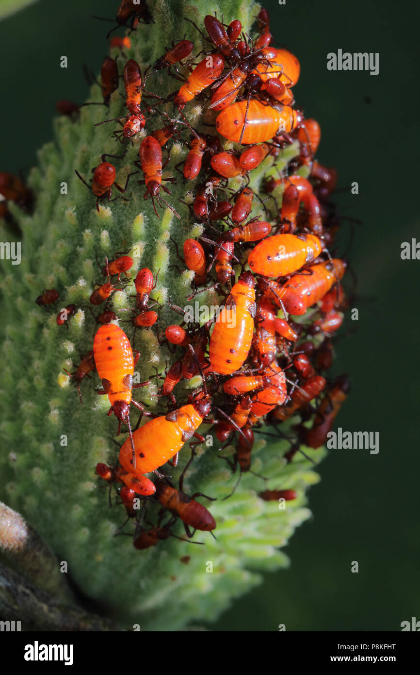 Milkweed Bug (Oncopeltus fasciatus) August 8th, 2015 Minnehaha County ...