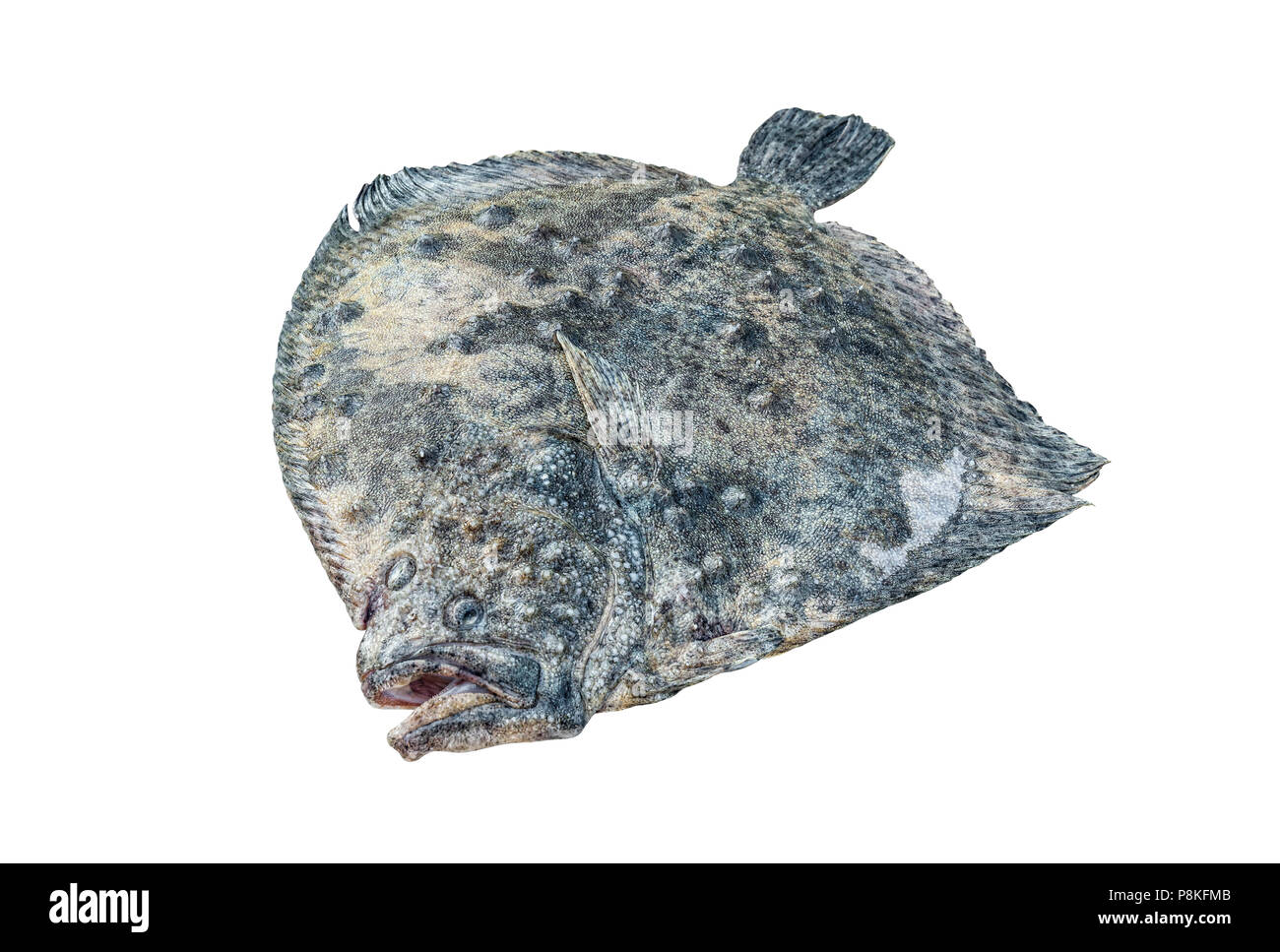 Black sea flounder hi-res stock photography and images - Alamy