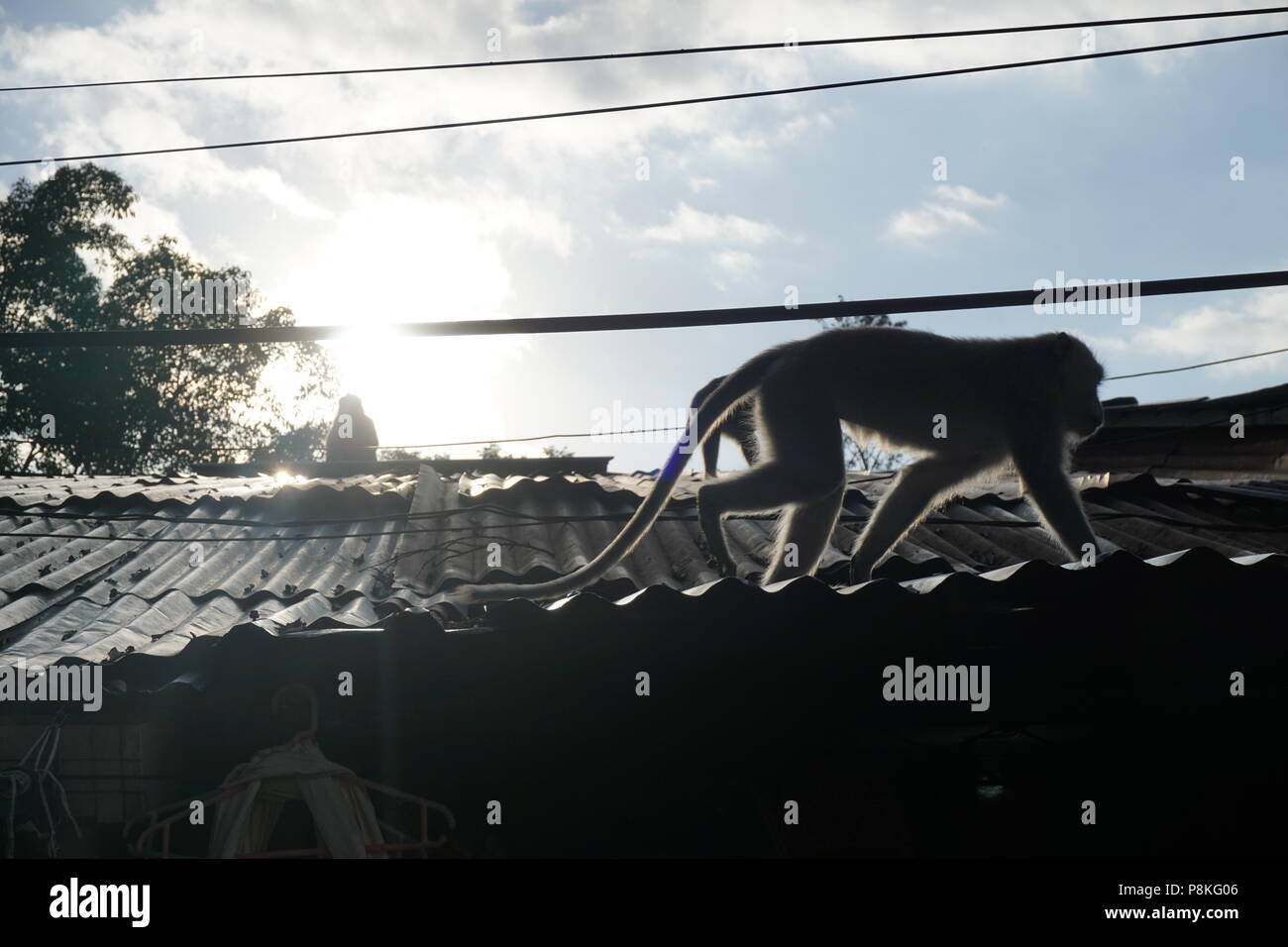 Cheeky monkey hi-res stock photography and images - Alamy