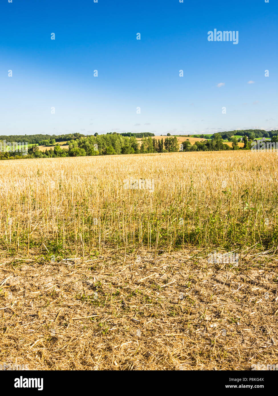 Field of Colza, (Oil-seed rape, Canola) stubble after harvest -- France ...