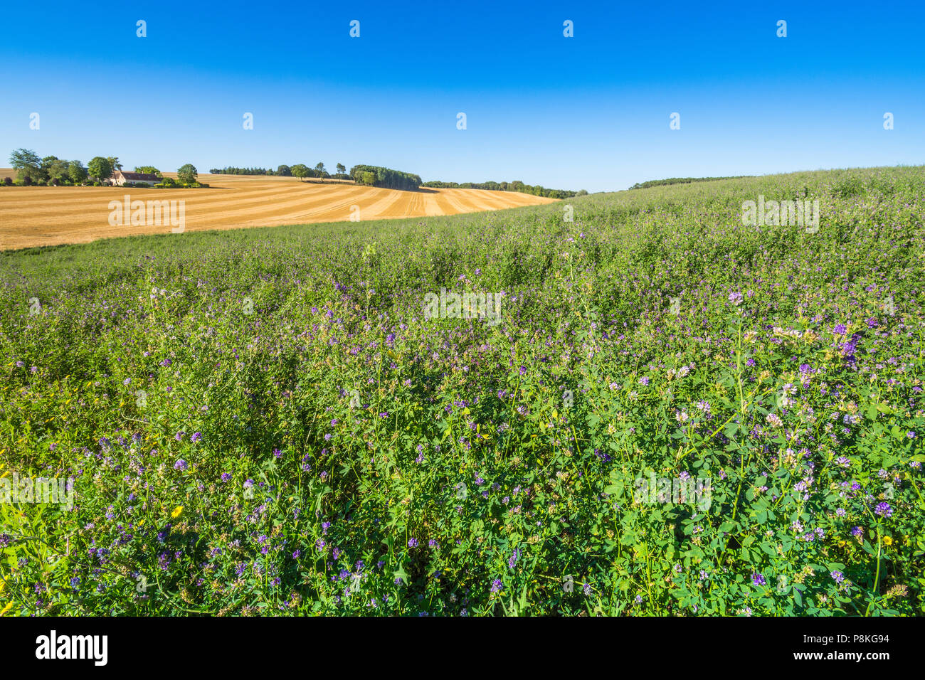Alfalfa Crop High Resolution Stock Photography and Images - Alamy