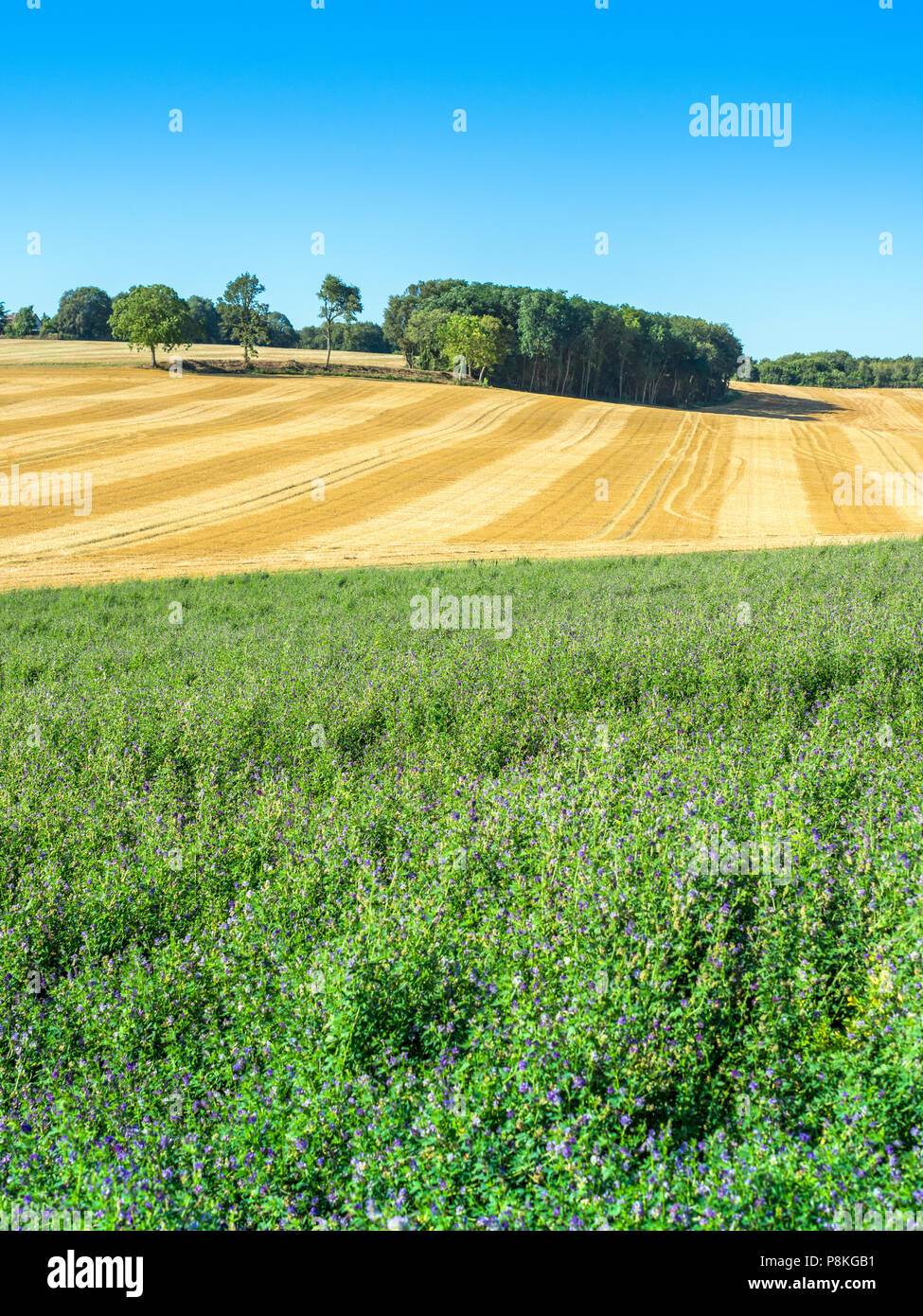Alfalfa crop hi-res stock photography and images - Alamy