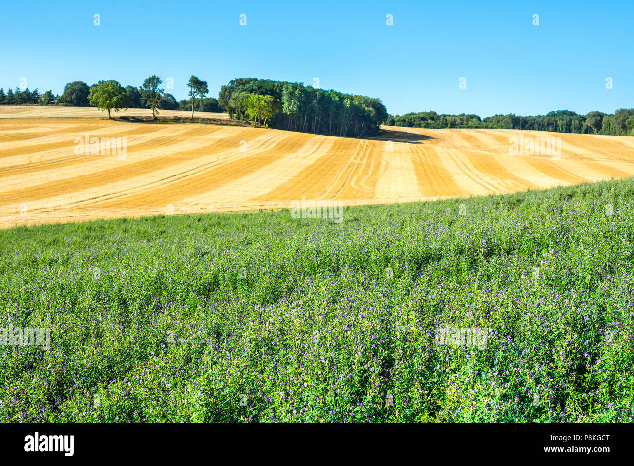 Alfalfa crop hi-res stock photography and images - Alamy