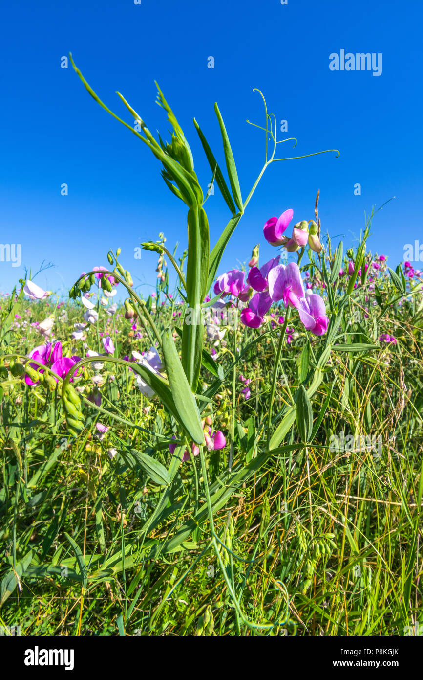 Wild sweet pea hi-res stock photography and images - Alamy