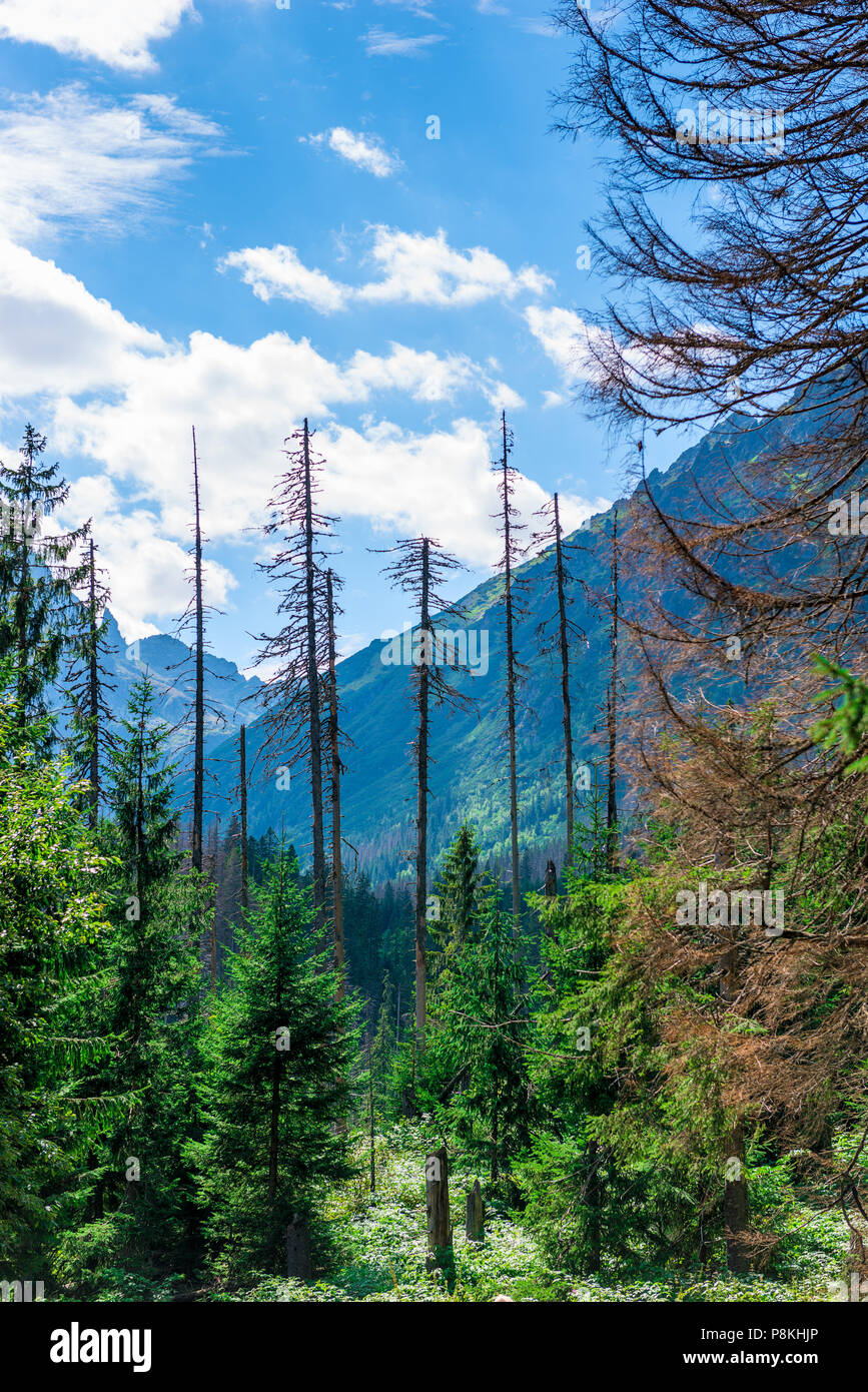 vertical landscape - forest with dry coniferous trees and mountains ...