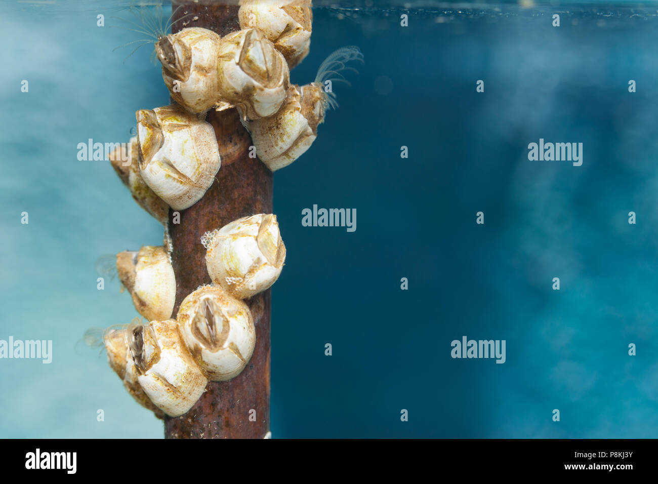 Barnacle surface hi-res stock photography and images - Alamy