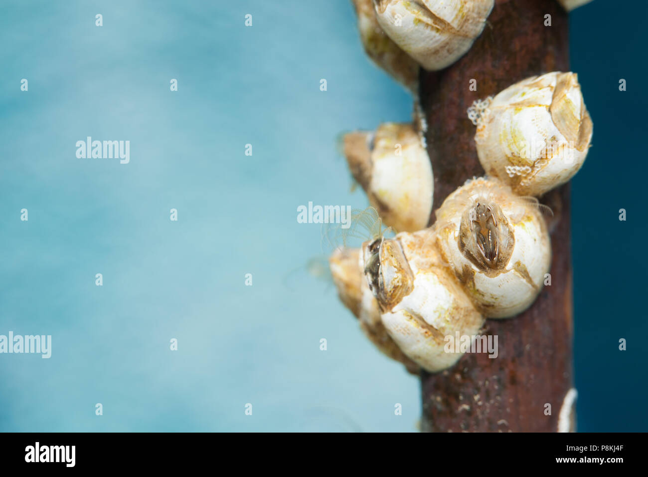 Barnacle surface hi-res stock photography and images - Alamy