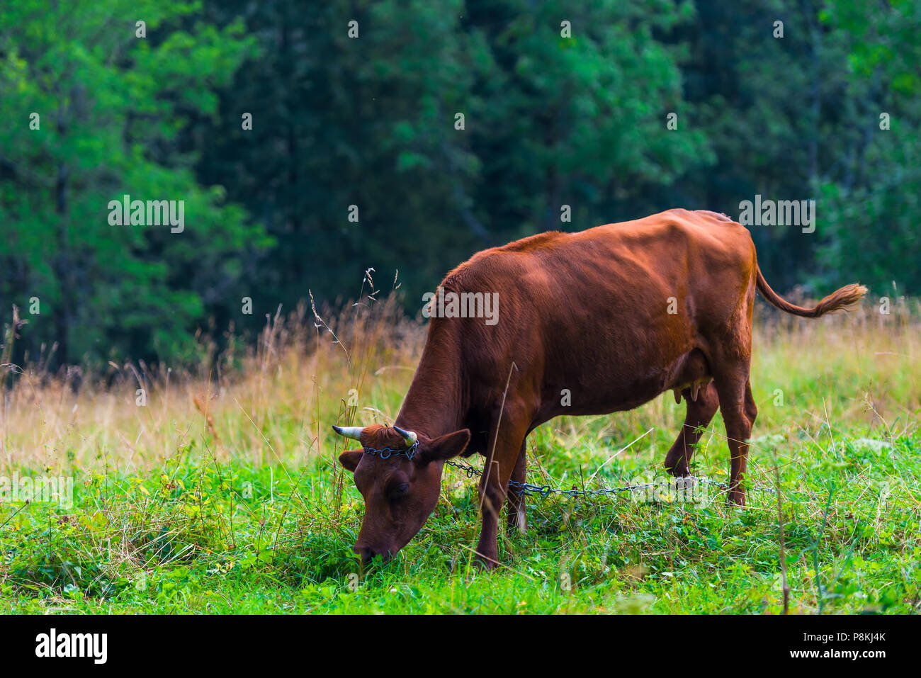 Cow eats grass on farm hi-res stock photography and images - Alamy