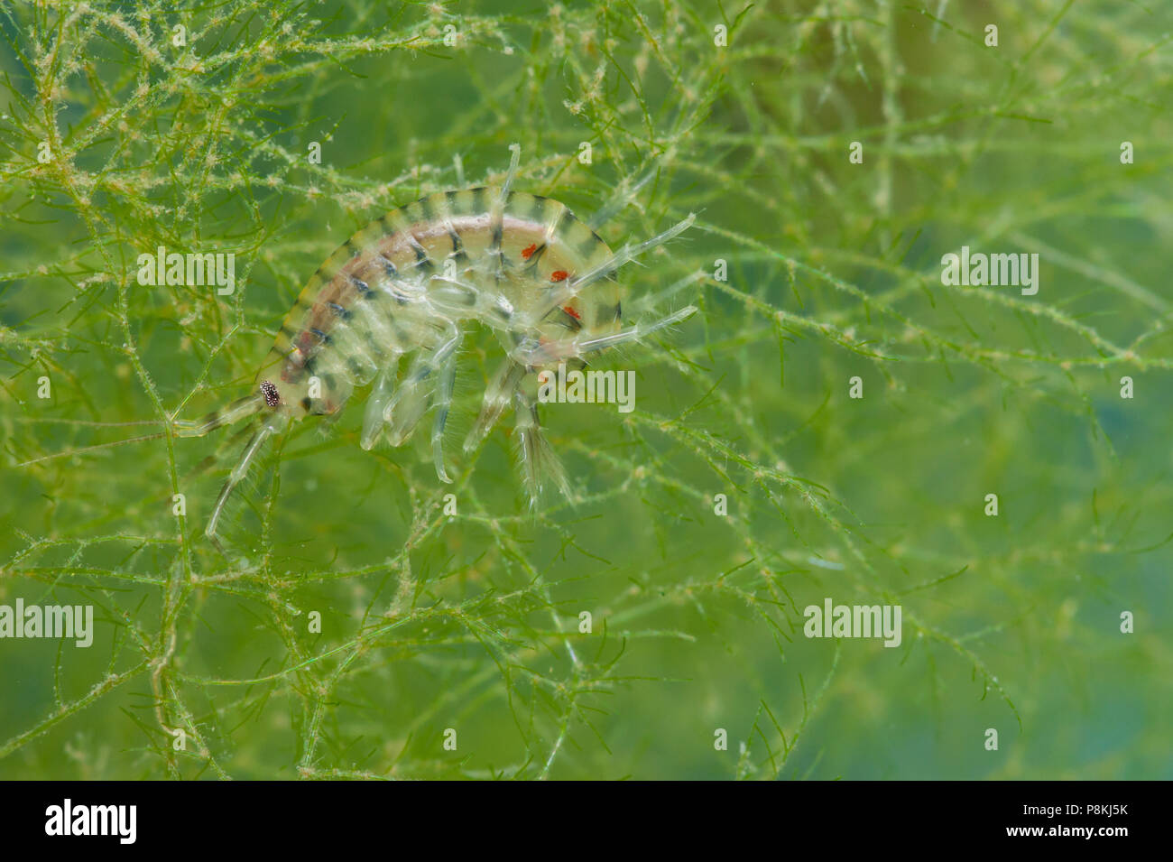 Scud hi-res stock photography and images - Alamy