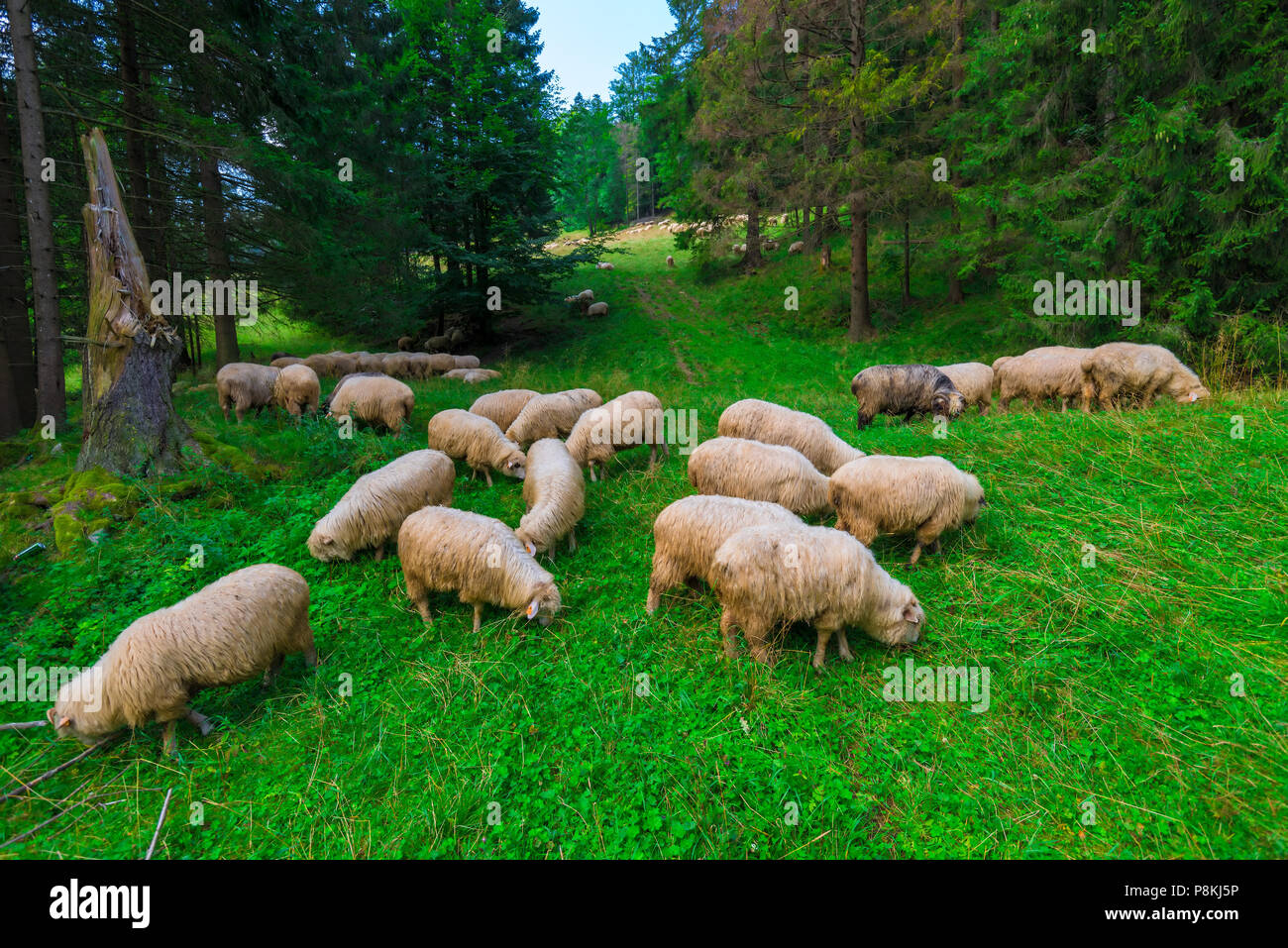 Long haired sheep hi-res stock photography and images - Alamy
